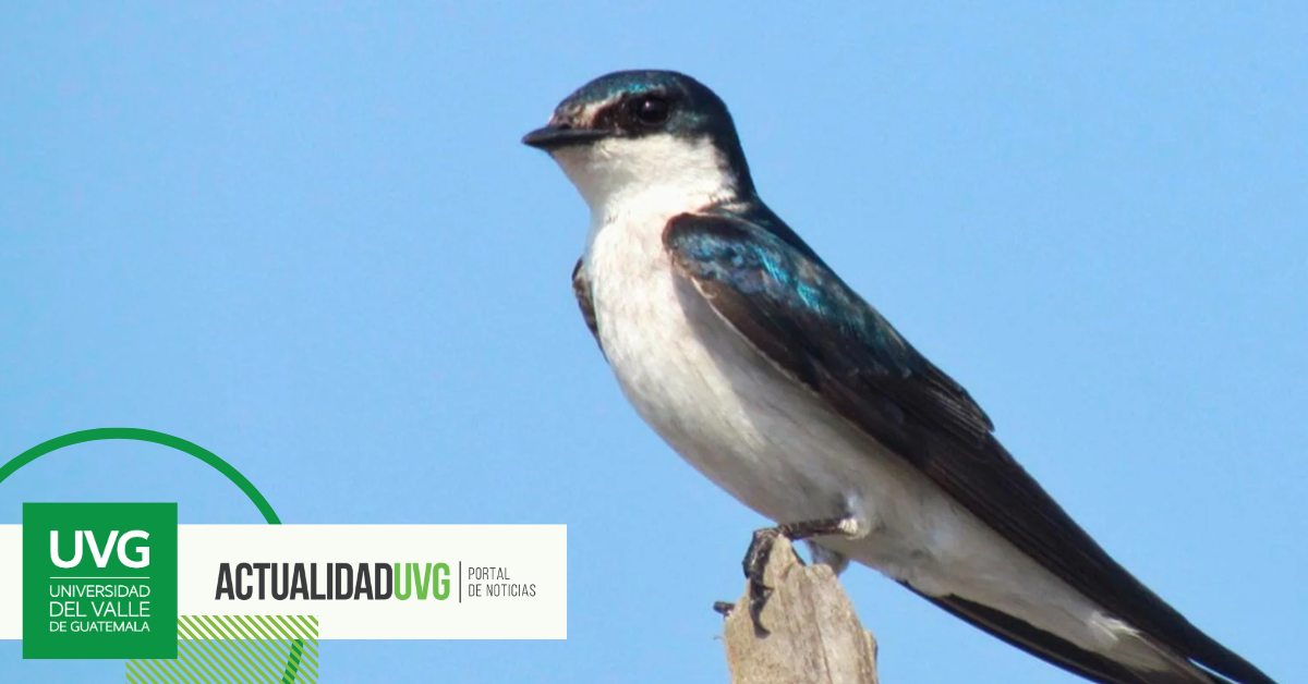 Ornitologia: la aventura y la importancia de conocer las aves ...