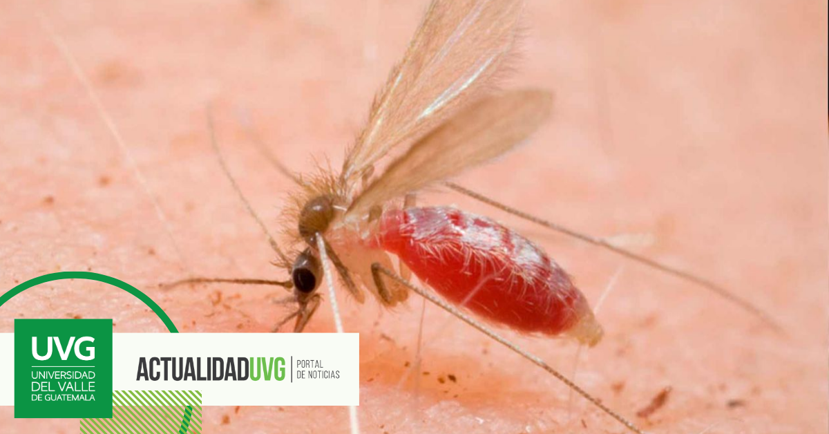 Conociendo la Leishmaniasis cutánea o Úlcera del chiclero en Guatemala ...